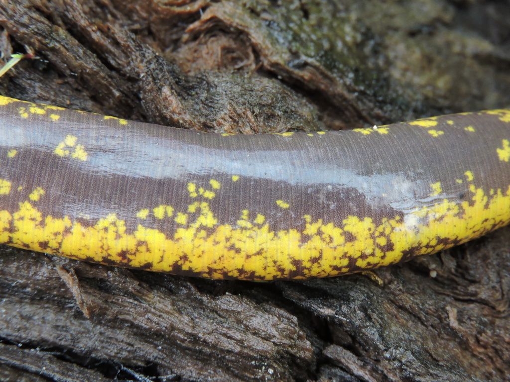 Bicolored Caecilian from Azuay, Ecuador on February 05, 2015 by ...
