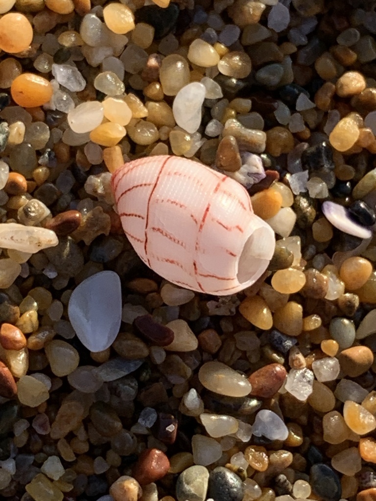 Red-lined Bubble Snail from Yuraygir National Park, Yuraygir, NSW, AU ...