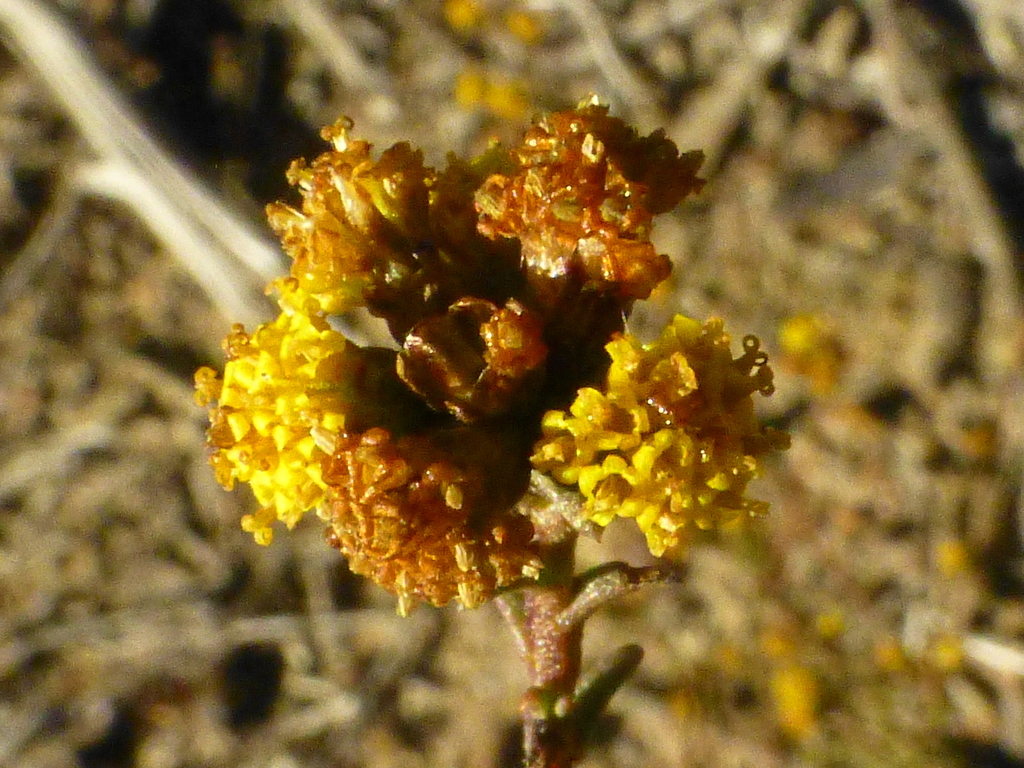 Fascicled Autumnaster from Van Schoorsdrif Conservation Area, Cape Town ...