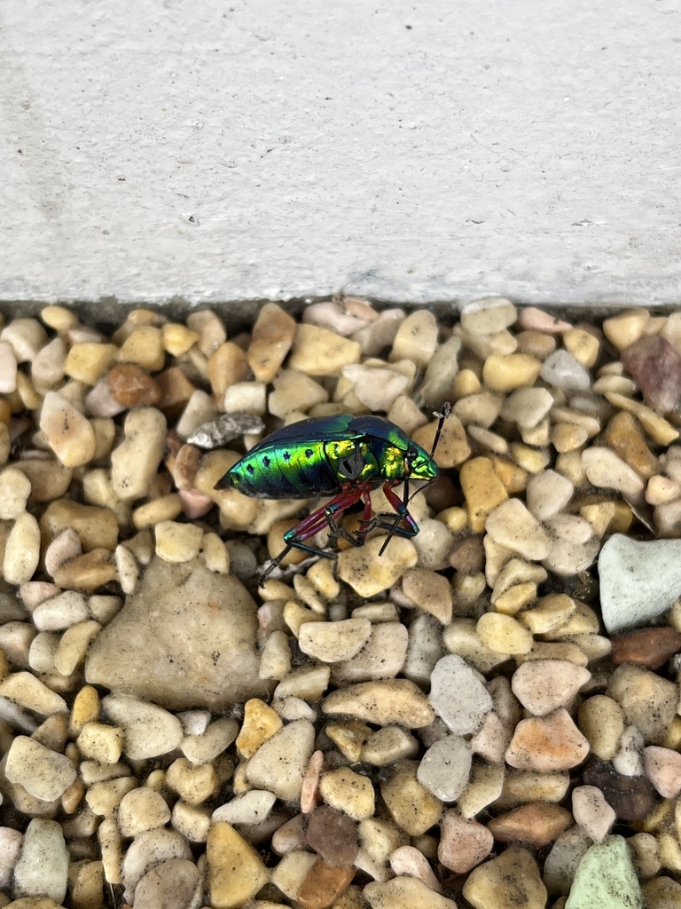 Calliphara excellens in May 2024 by Nakatada Wachi · iNaturalist