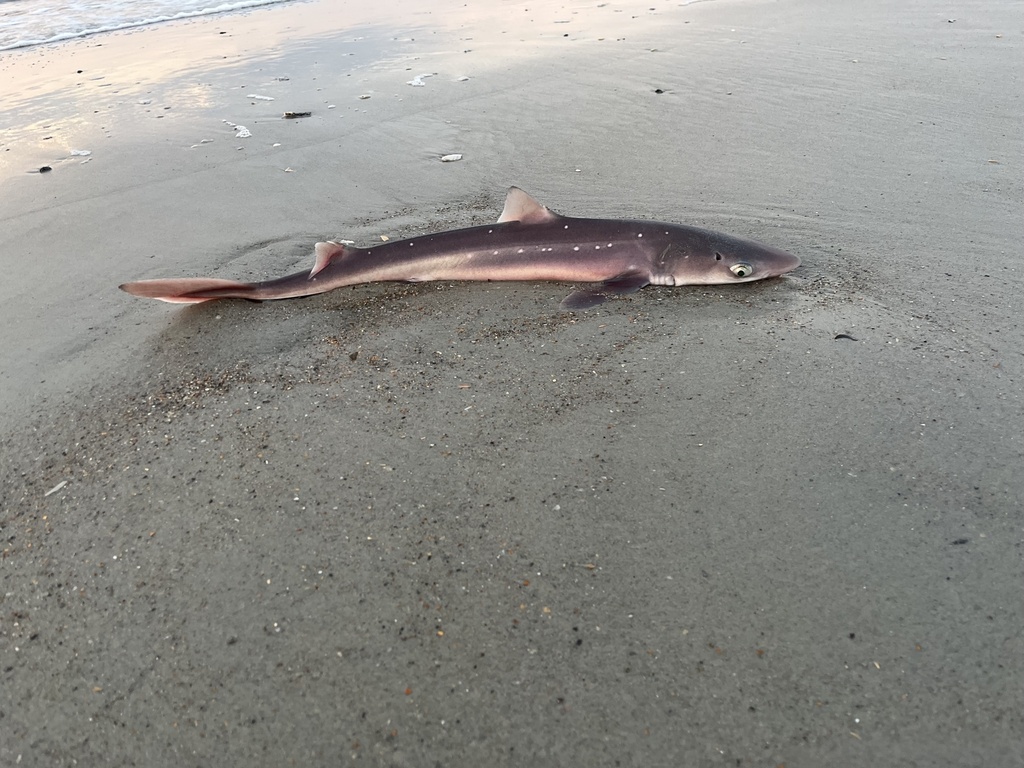 White-spotted Dogfish in March 2023 by Max J. Ford. Rescued alive ...
