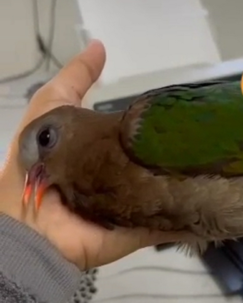Asian Emerald Dove from Kampung Gedung Siam, Gambang, Pahang, Malaysia ...