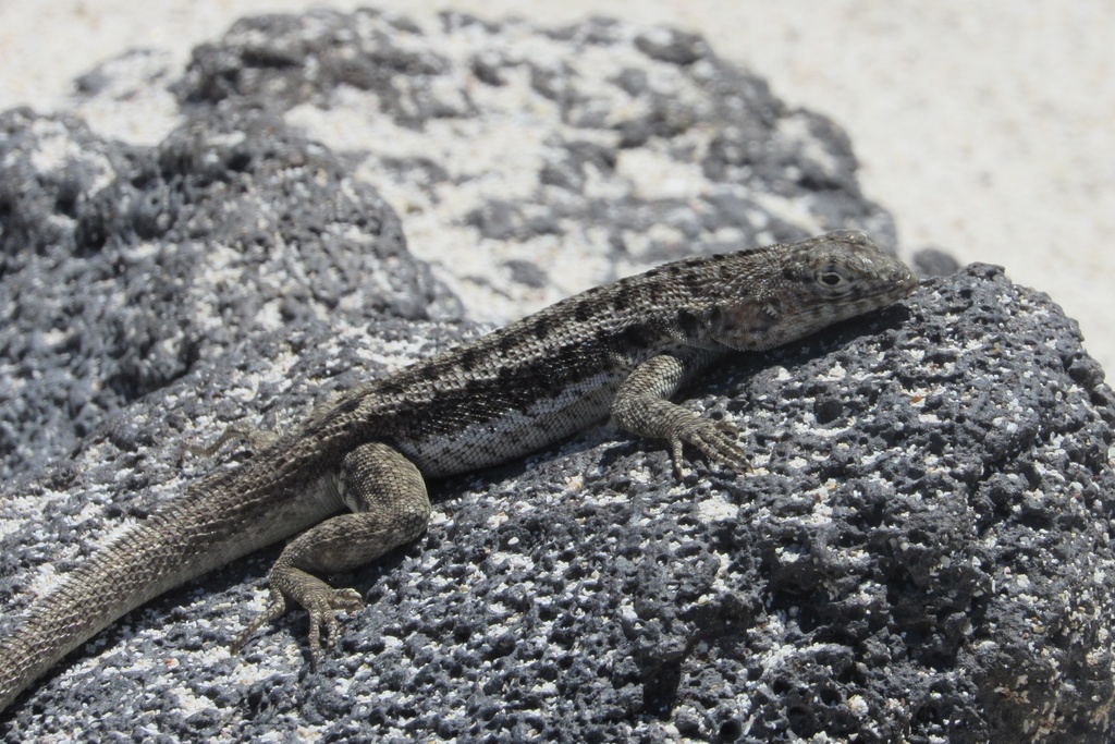 Santa Fe Lava Lizard from Parque Nacional Galápagos, Santa Fe ...