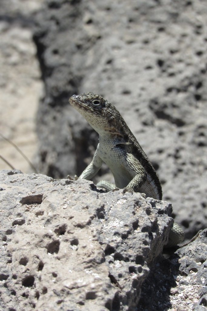 Santa Fe Lava Lizard from Pacific Ocean, Santa Fe, Galapagos, EC on May ...