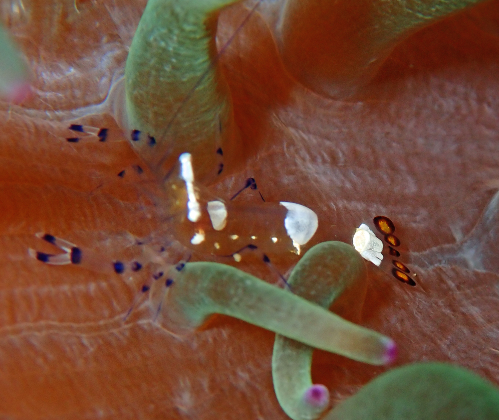 Peacock-tail Anemone Shrimp from Sunshine Coast QLD, Australia on May ...