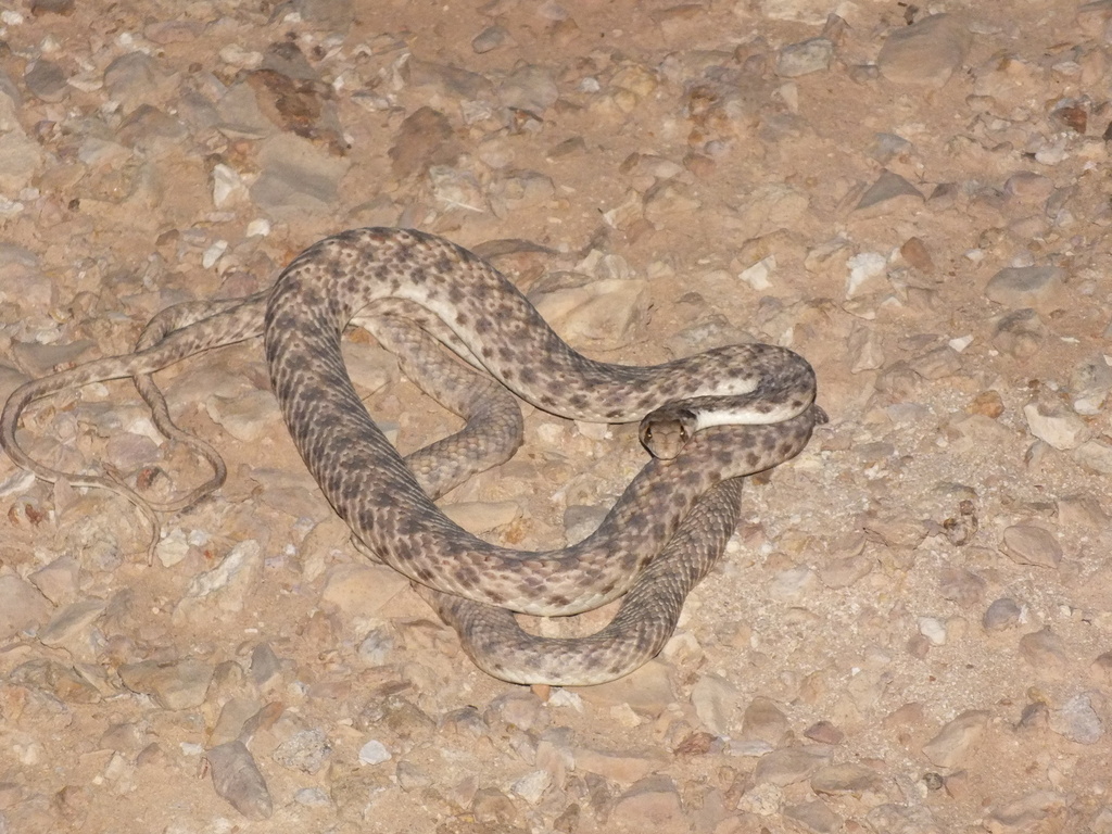 Moila Snake in May 2024 by sjs1875 · iNaturalist