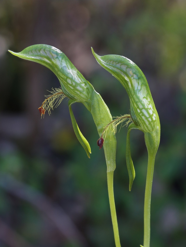 Pterostylis extensa from Humbug Scrub SA 5114, Australia on October 8 ...