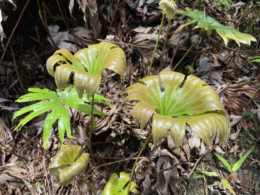 Broad-leaf Fern from 臺灣島, 石碇區, NWT, TW on May 29, 2024 at 11:19 AM by ...