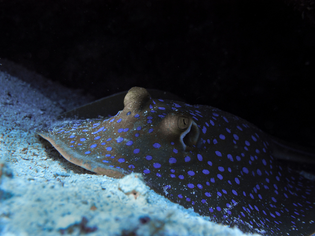 Bluespotted Fantail Ray from Celebes Sea, Sabah, MY on April 19, 2024 ...