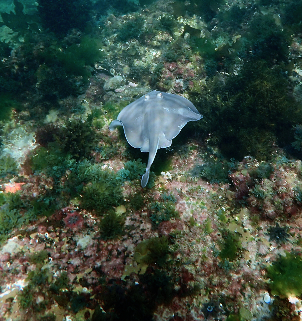 Sparsely-spotted Stingaree from Hampton Beach, Victoria, Australia on ...