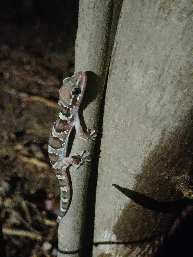 Blotched house gecko from 6VMP+W48, near Mahakali Temple kalipat ...