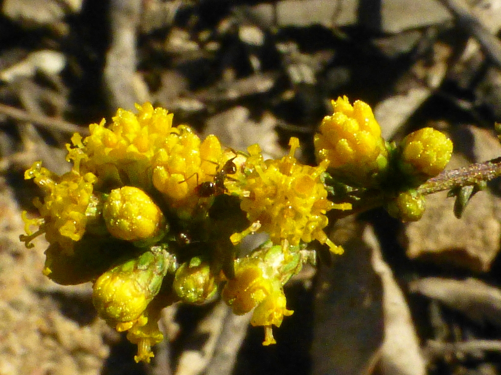 Fascicled Autumnaster from Van Schoorsdrif Conservation Area, Cape Town ...