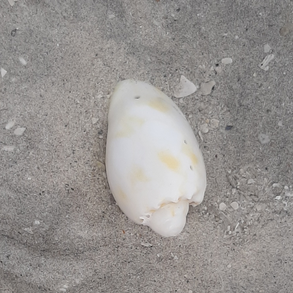 Melon Shell from Eighty Mile Beach WA 6725, Australia on May 29, 2024 ...