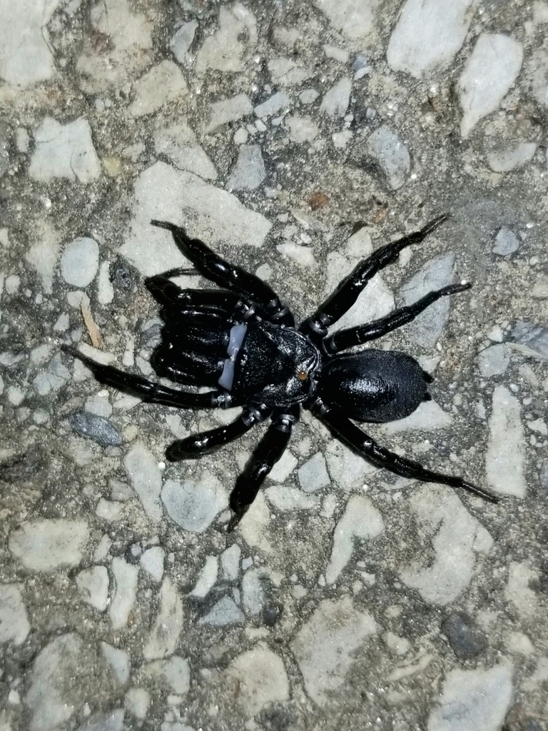 Black Purseweb Spider from East Fallowfield Township, PA 19320, USA on ...