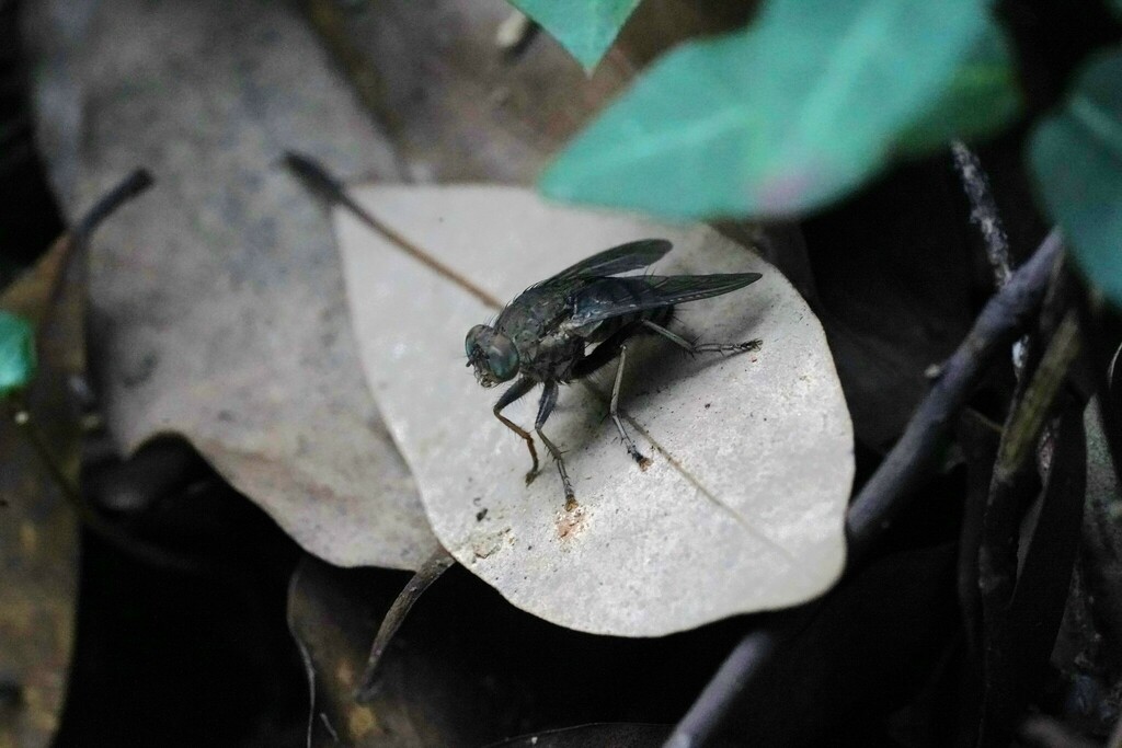 Fly Pirates from 中国福建省福州市仓山区 on May 29, 2024 at 04:39 PM by ysllh ...