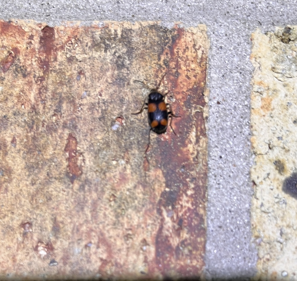 Panagaeus crucigerus from Beaumont, TX, US on May 27, 2024 at 08:59 PM ...