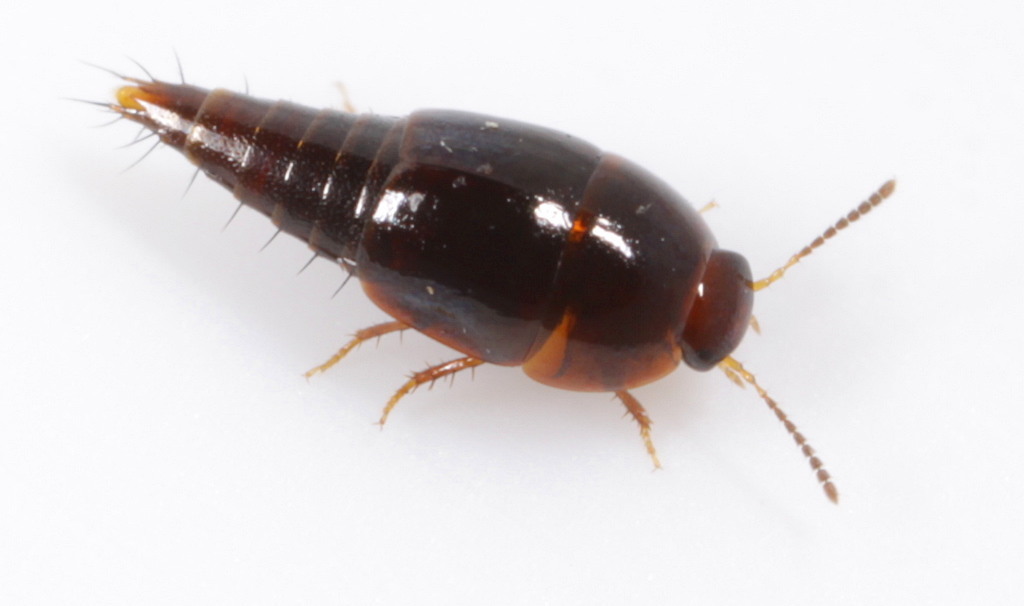 Coproporus (Coleoptera (beetles) of the British Indian Ocean Territory) · iNaturalist