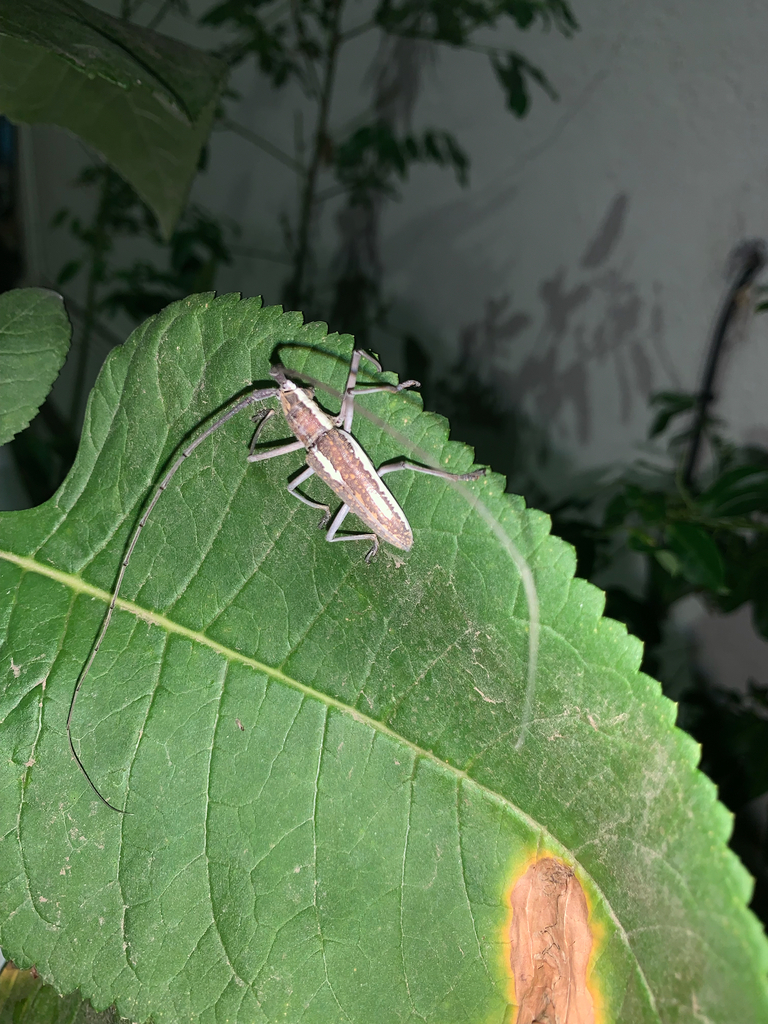 Fig Tree Borer from Morelia on May 28, 2024 at 08:35 PM by juanidkys ...