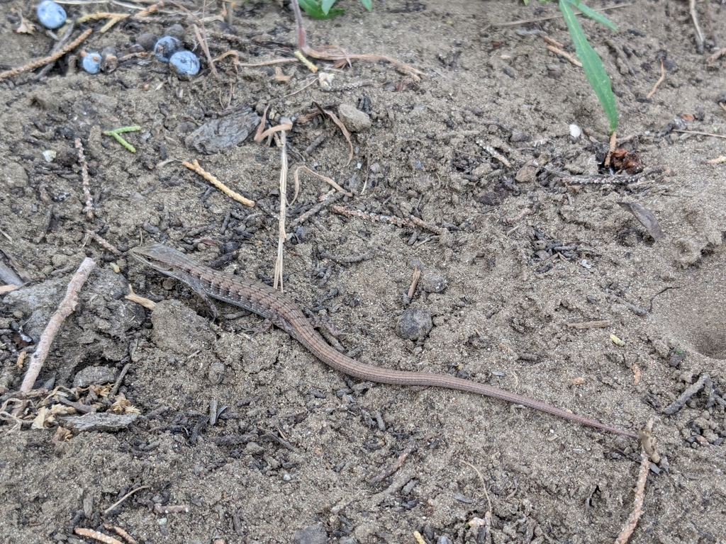 Southern Alligator Lizard from Mitchell, OR 97750, USA on May 28, 2024 ...