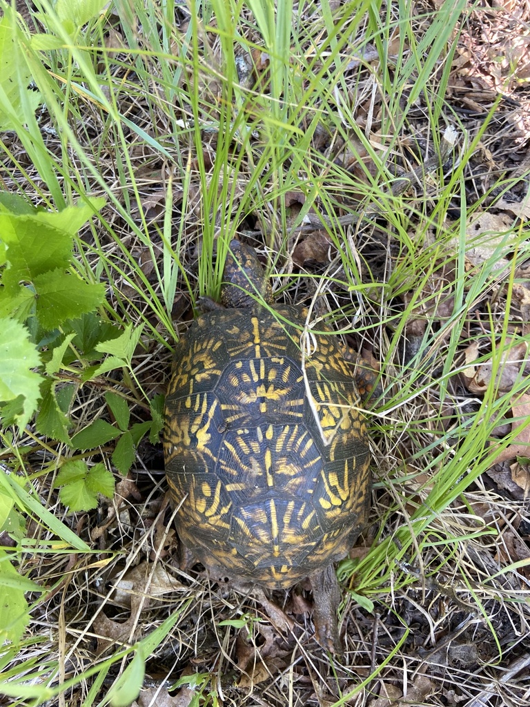 Eastern Box Turtle in May 2024 by herbie27. 2 female box turtles with ...