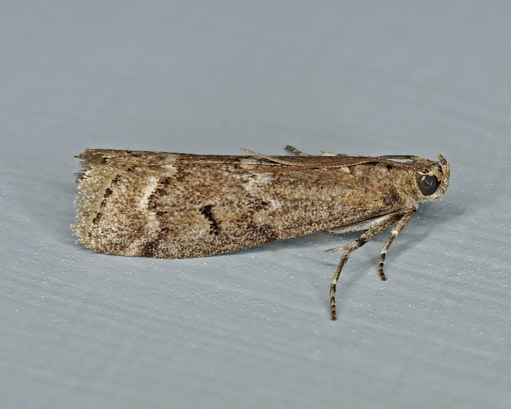 Elm Leaftier Moth from Salem, NH 03079, USA on May 29, 2024 at 05:52 AM ...