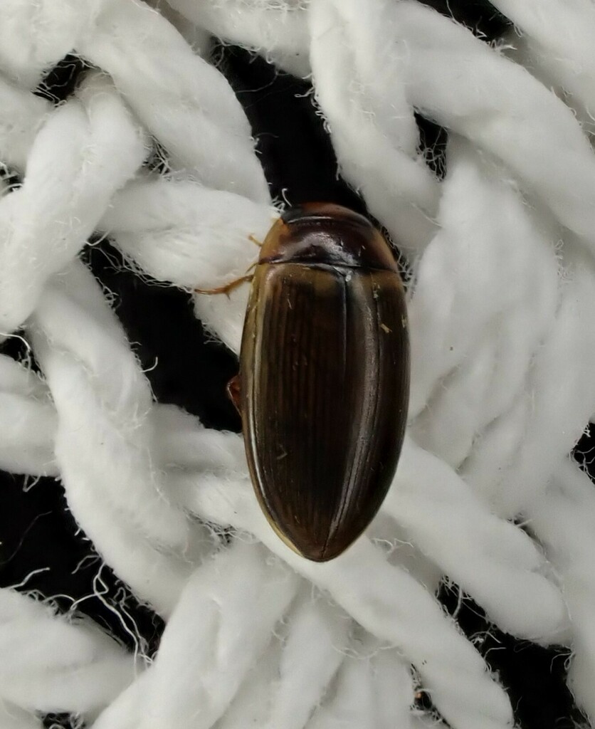 Copelatus nigrolineatus from Tennant Creek NT 0860, Australia on May 29 ...