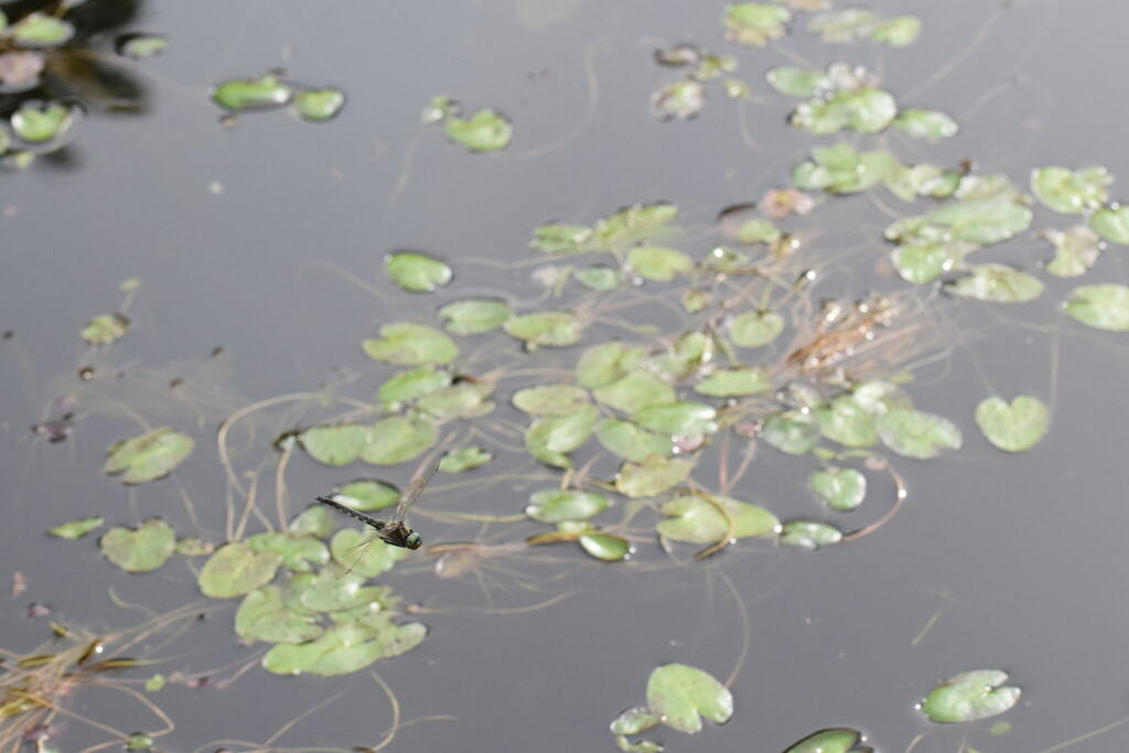 Epitheca marginata in May 2024 by taisha568 · iNaturalist