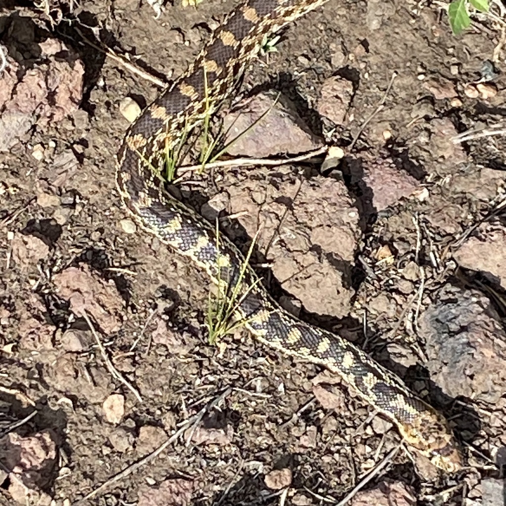Gopher Snake from Capulin Volcano National Monument, Des Moines, NM, US ...