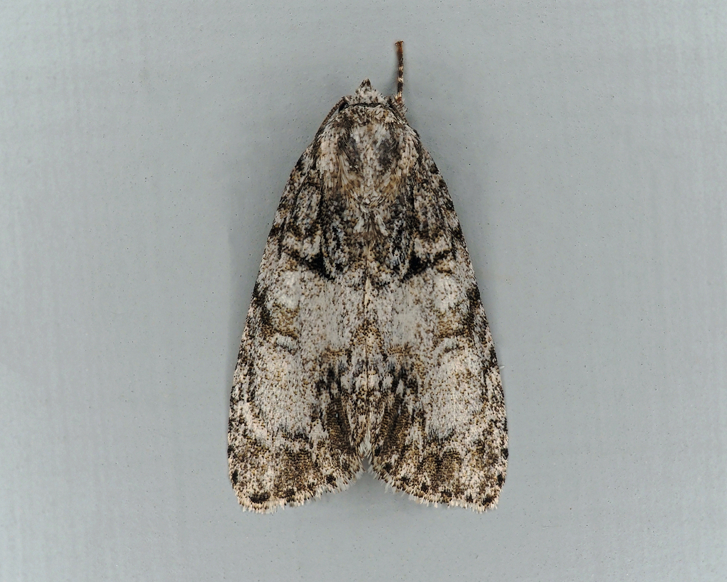 Maple Dagger from Salem, NH 03079, USA on May 29, 2024 at 05:27 AM by ...