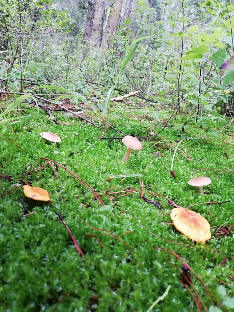 Birch Milkcap from Concepción De La Venta, San José del Rincón, Edo ...