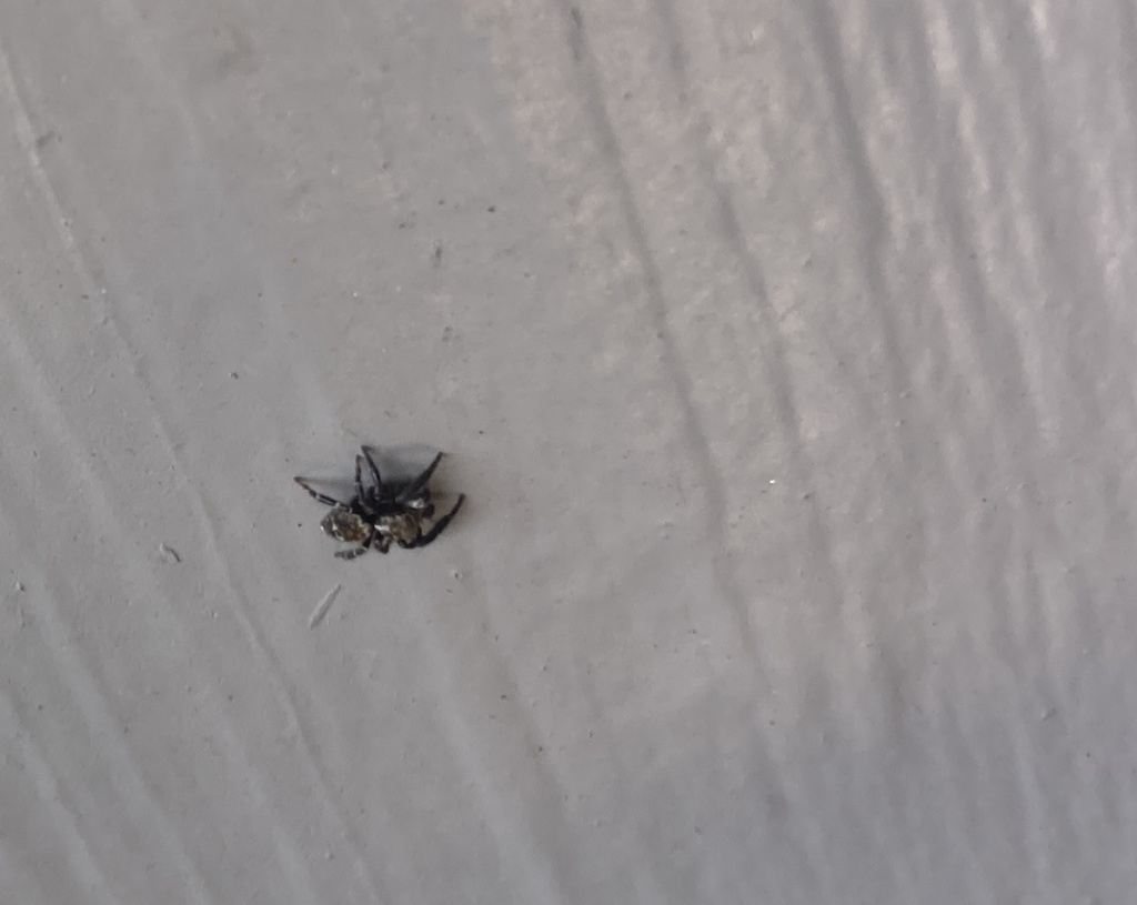 Jumping Spiders from Madison Ave, Bridgeport, CT, US on May 29, 2024 at ...