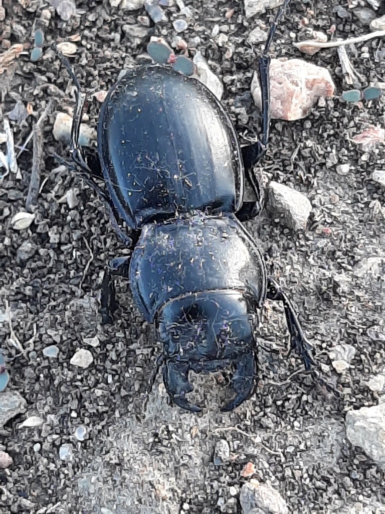 California Warrior Beetle from Otero County, CO, USA on May 22, 2024 at ...