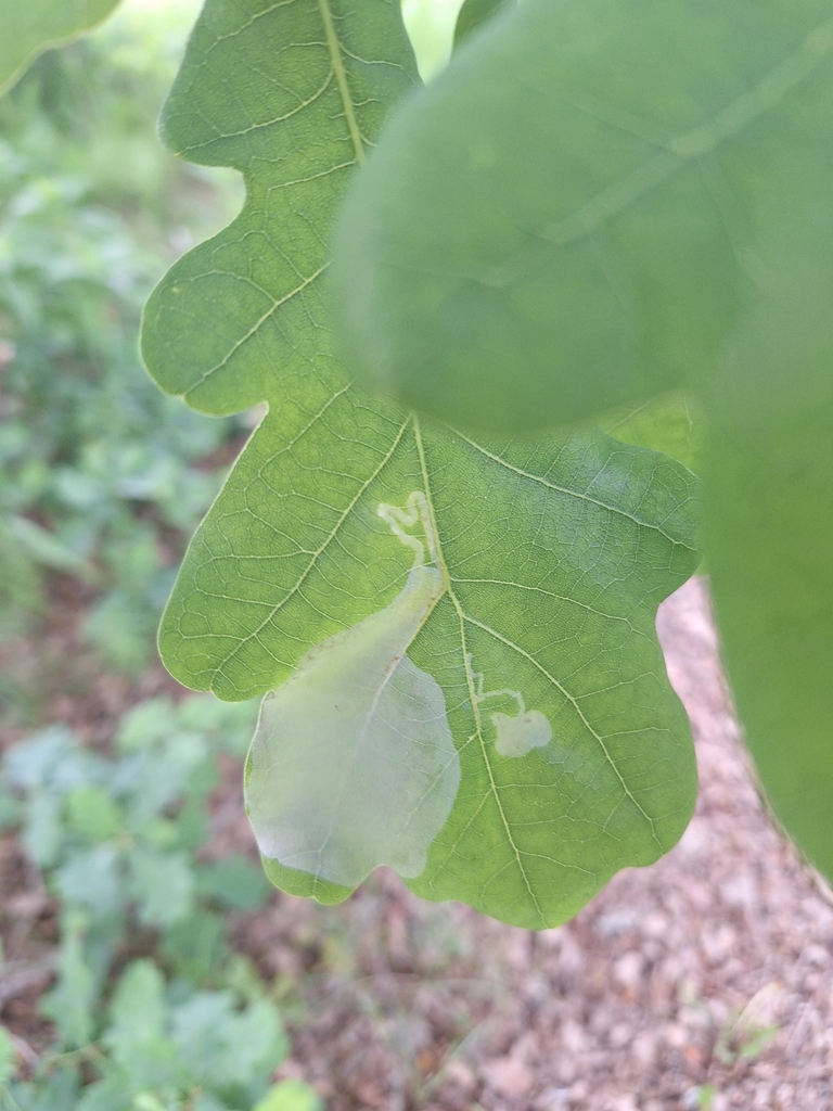 Brown Oak Slender from Klaukkala, Suomi on May 29, 2024 at 05:39 PM by ...