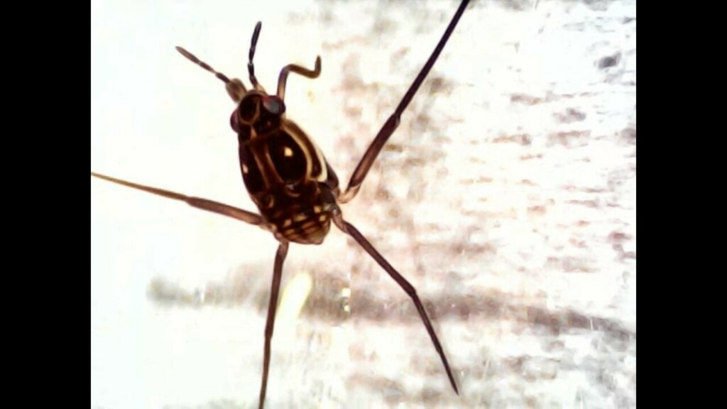 Trepobates from Orchard Lake Village, MI, USA on May 29, 2024 at 10:44 ...