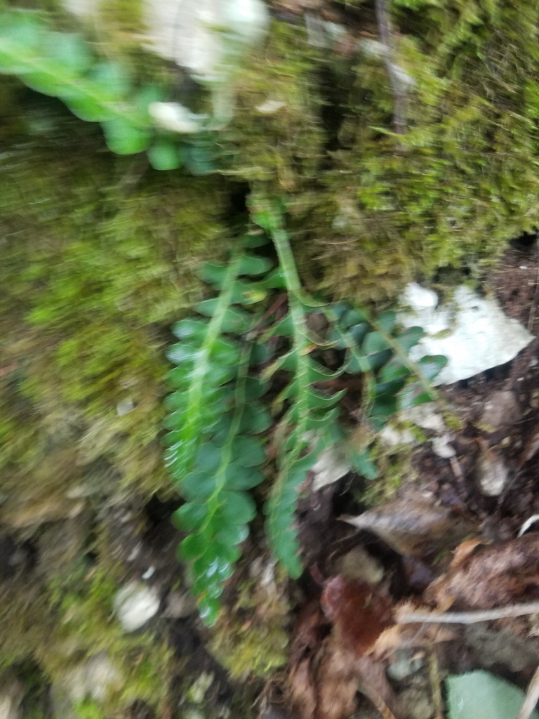 Rustyback from Saraj, Macedonia on May 13, 2019 at 11:20 AM by Andy ...