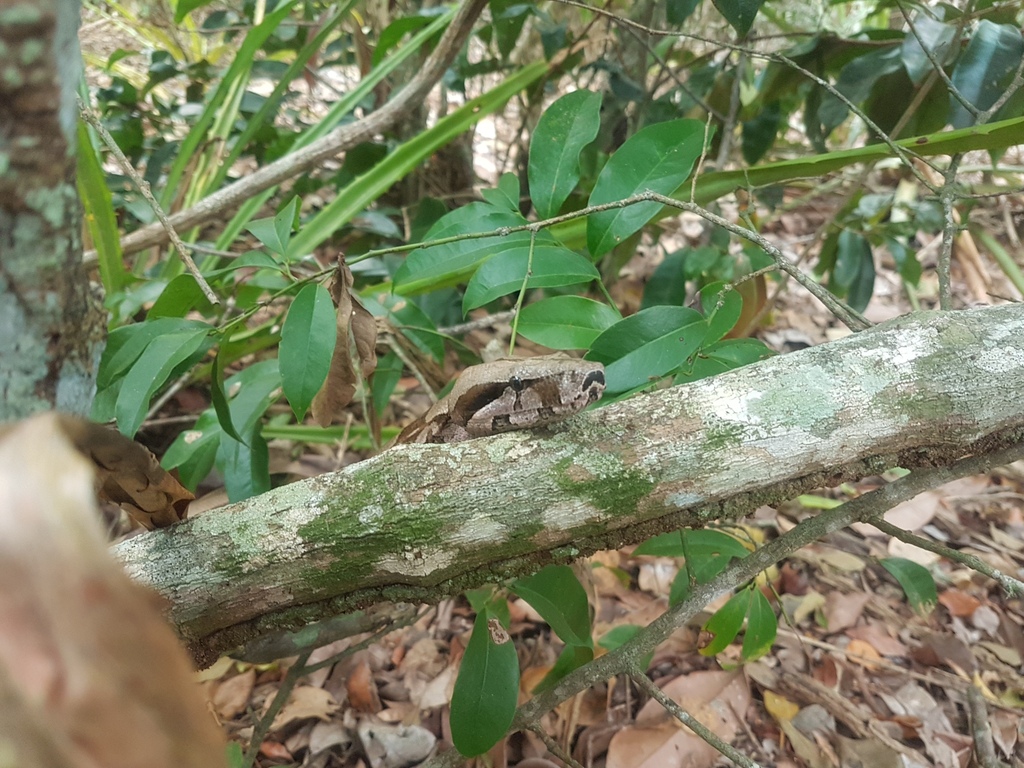 Boa Constrictor from São João da Barra - RJ, 28200, Brasil on September ...
