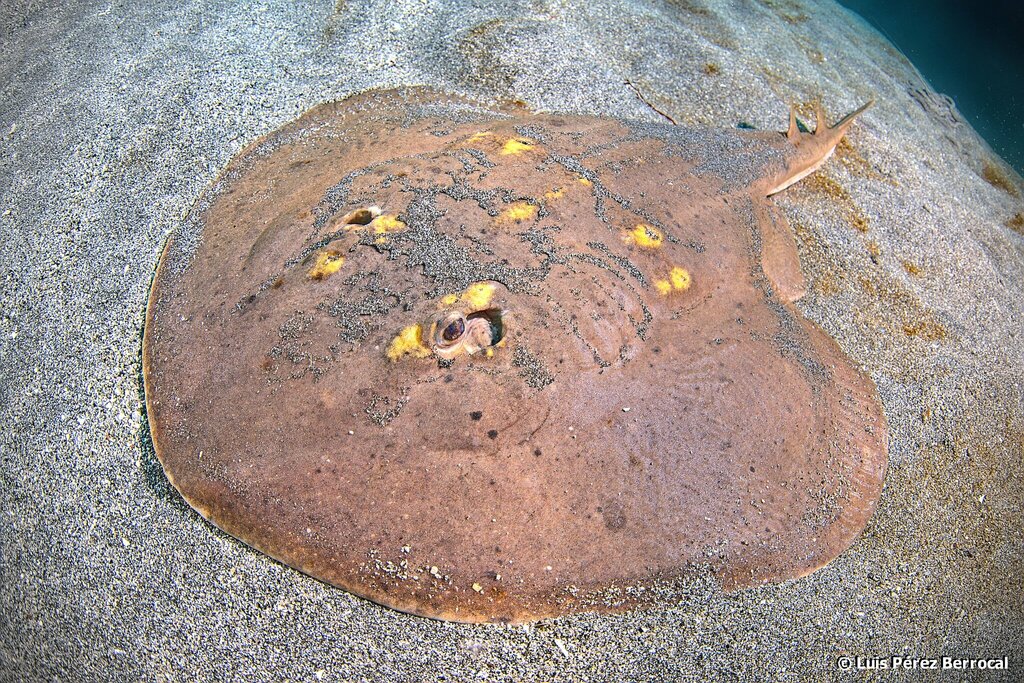 Rays (Batoidea) - Marine Life Identification