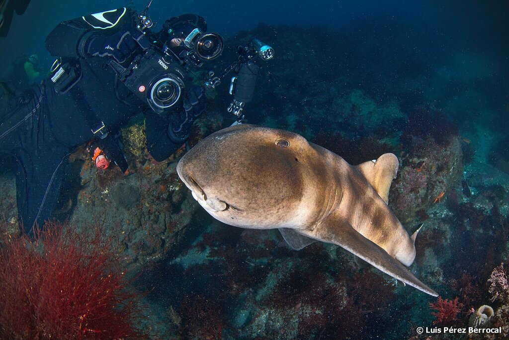 Japanese Bullhead Shark from Shark City, Ito, Tateyama, Chiba, Japan on ...