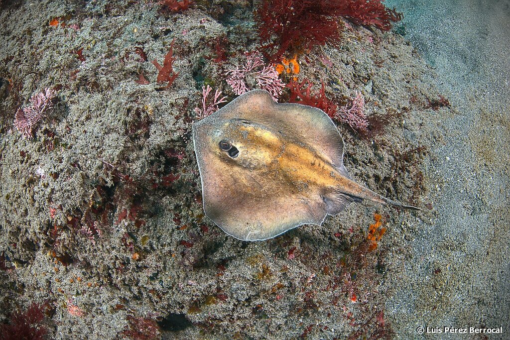 Sepia Stingray (Urolophus aurantiacus) - Marine Life Identification