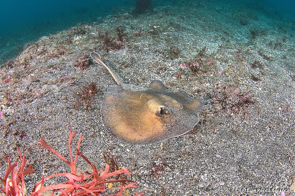 Sepia Stingray (Urolophus aurantiacus) - Marine Life Identification
