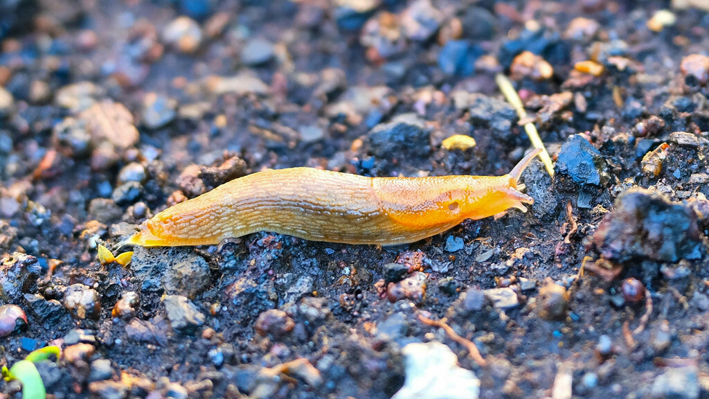 Northern Dusky Slug from Whitefish Bay, WI, USA on May 29, 2024 at 06: ...