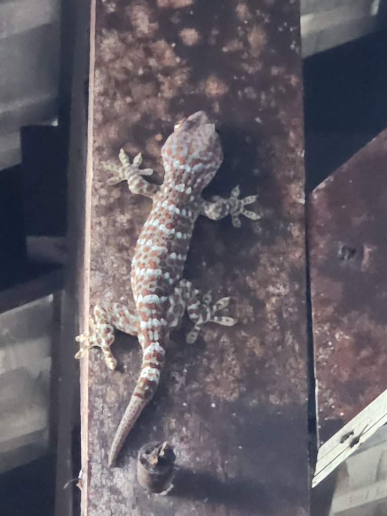 Tokay Gecko from Malaysia on May 25, 2024 at 07:17 PM by Ivan Neo ...