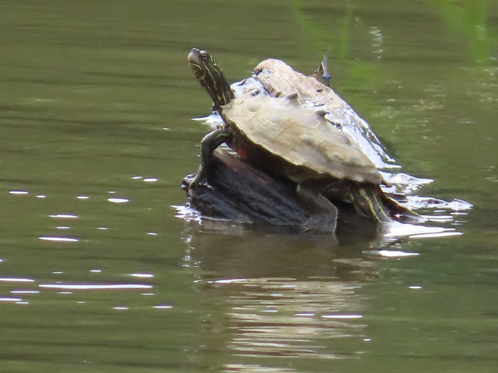 Black-knobbed Map Turtle in July 2023 by Tom Garrison · iNaturalist