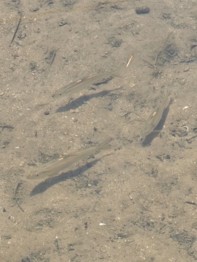 Opsariichthys bidens from 中国江西省上饶市婺源县 on May 28, 2024 at 11:41 AM by ...