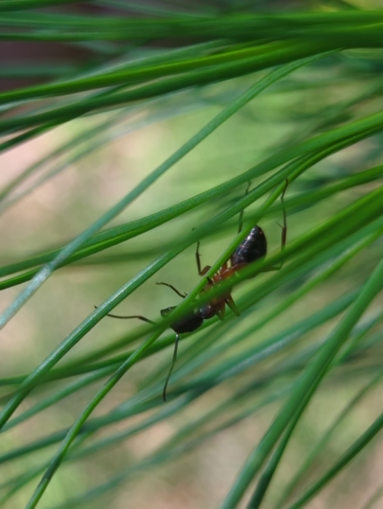 Ferruginous Carpenter Ant from Laurel, DE 19956, USA on May 29, 2024 at ...