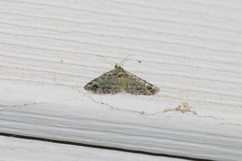 Green Pug from Nassau County, US-NY, US on May 28, 2024 by Avery Scott ...