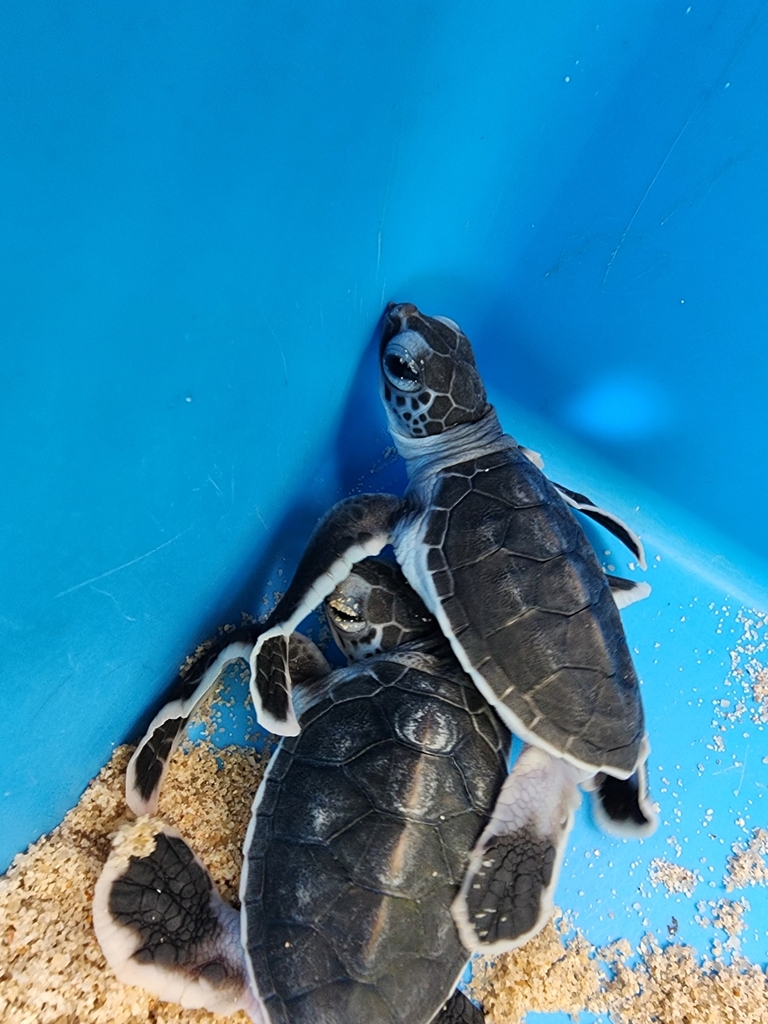 Green Sea Turtle in May 2024 by Ivan Neo · iNaturalist
