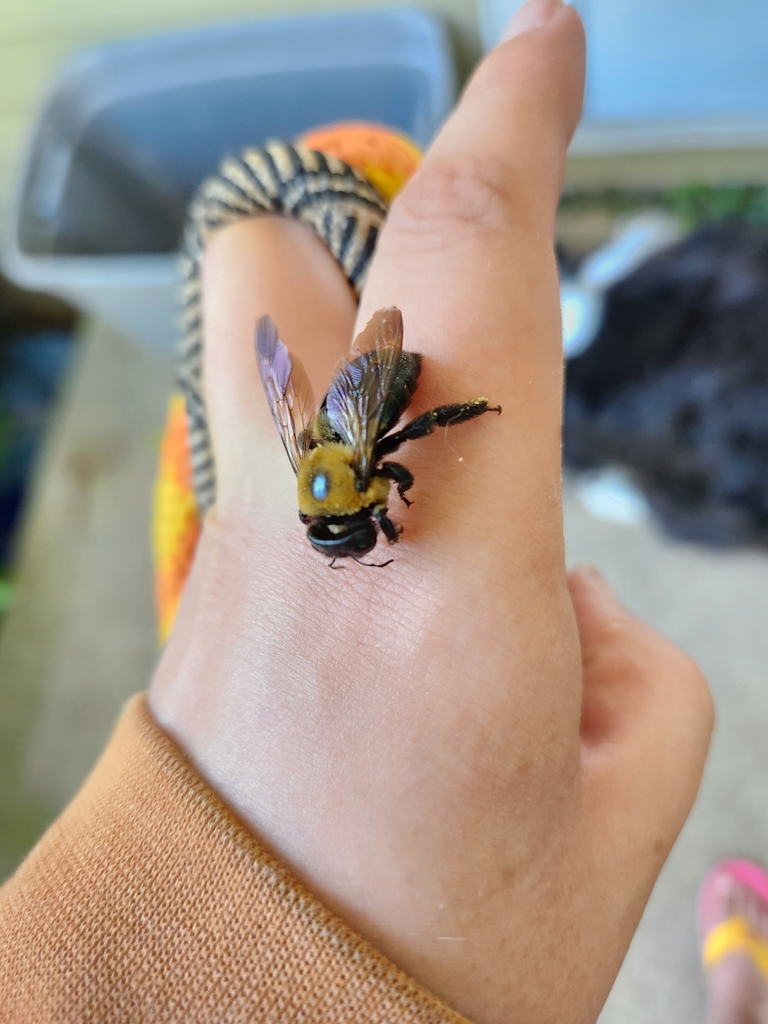 Eastern Carpenter Bee on May 29, 2024 at 11:24 AM by wirenth · iNaturalist