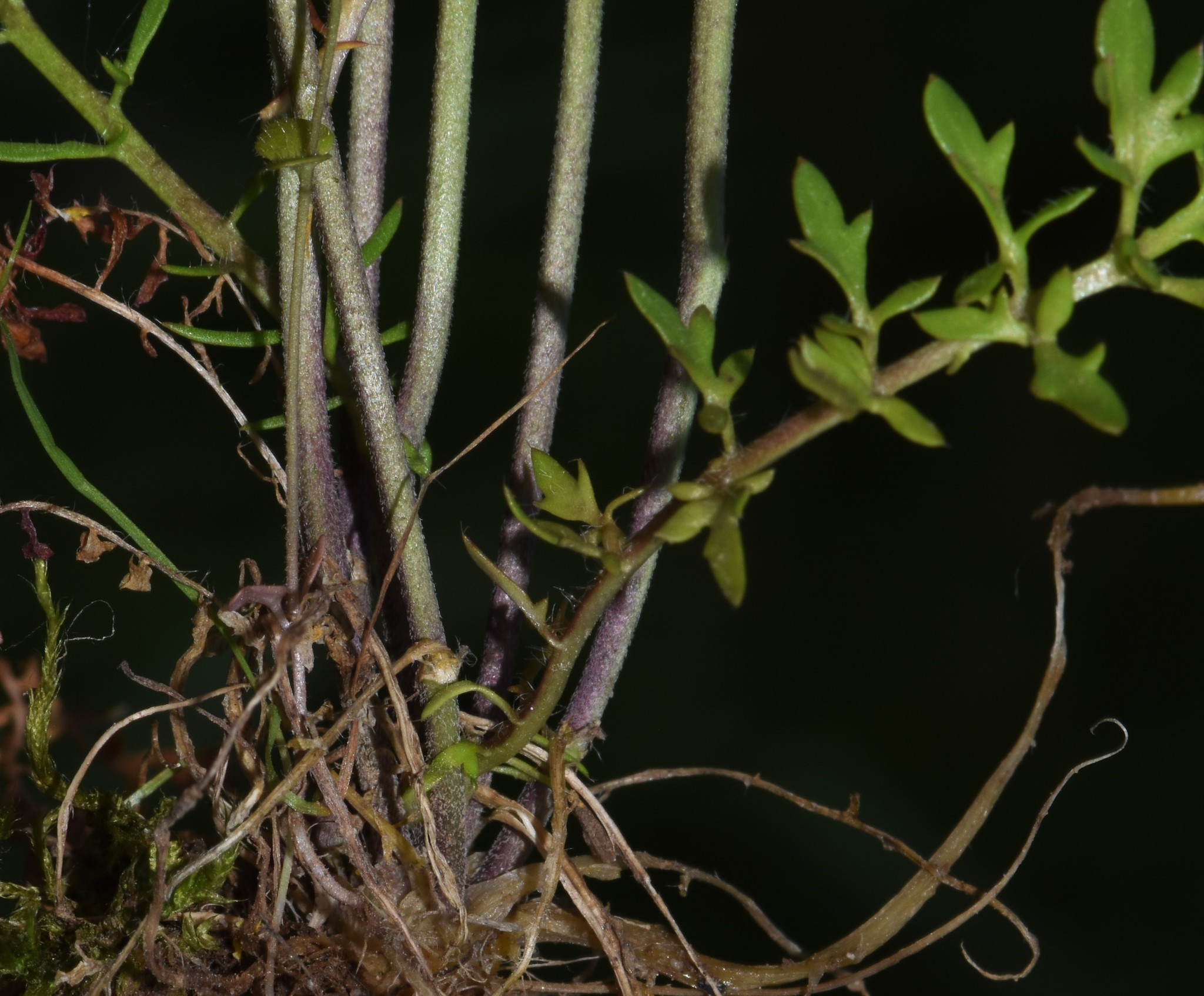 Rorippa pyrenaica (L.) Rchb.