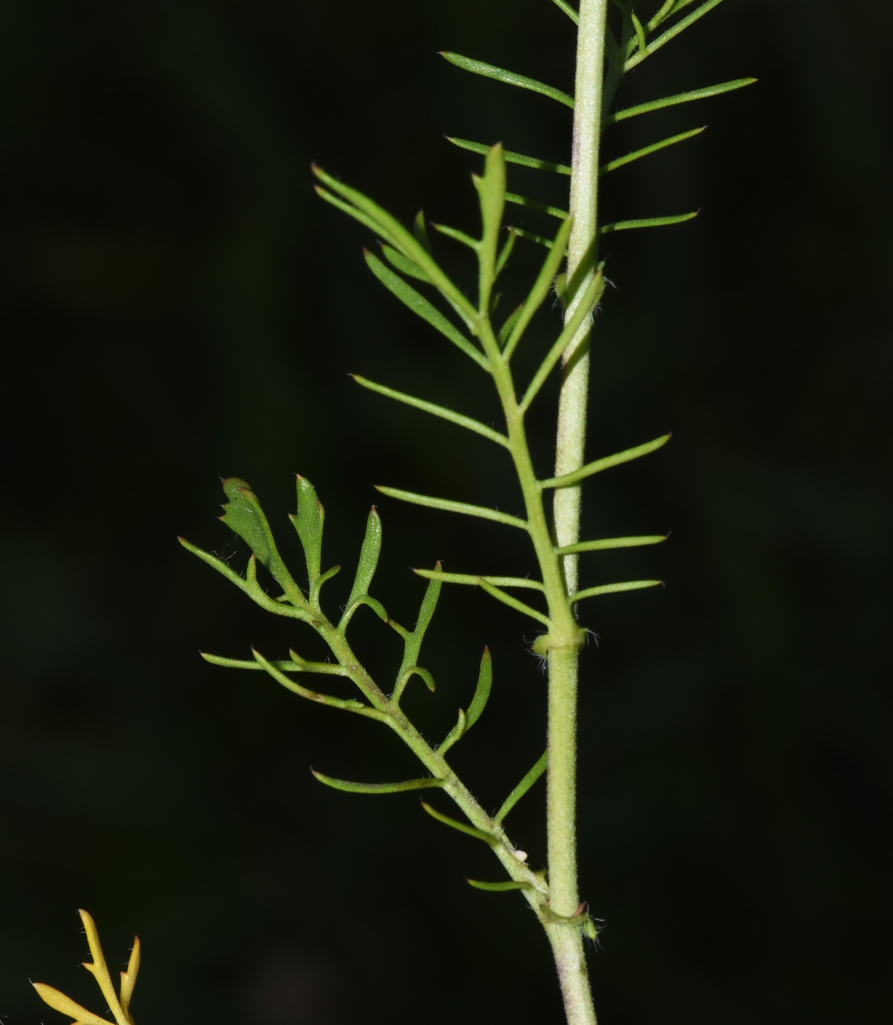 Rorippa pyrenaica (L.) Rchb.